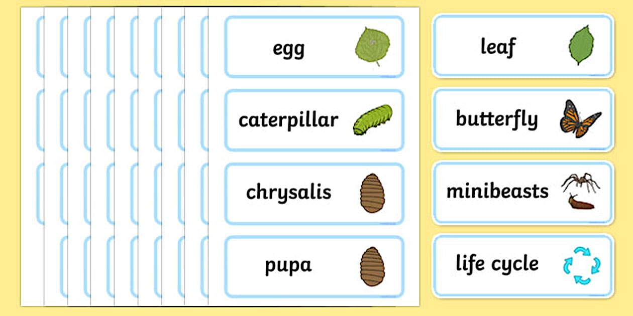 General Life Cycle Word Cards (teacher made) - Twinkl