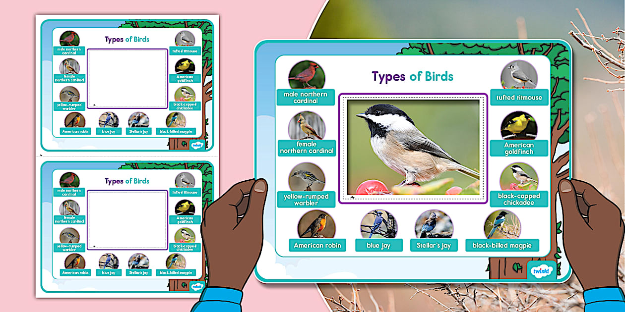 Portable Birds Identification Frame Viewer (teacher made)