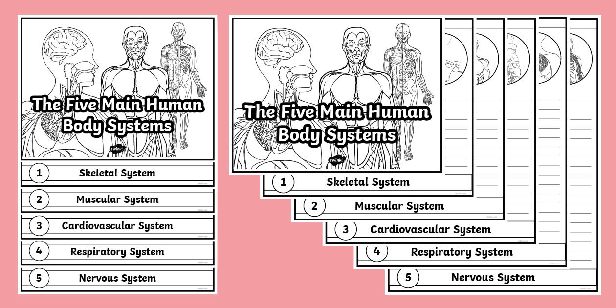 Human Body Systems Note-Taking Flipbook for 6th-8th Grade