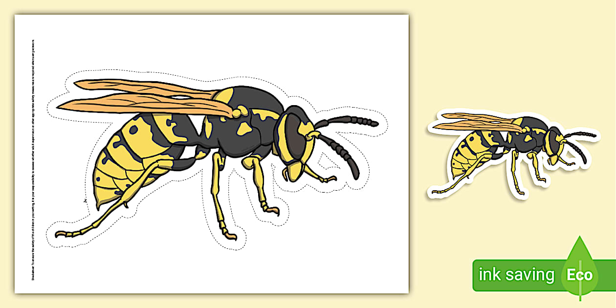 Wasp Display Cut-Out, Insect Display Template, Outlines