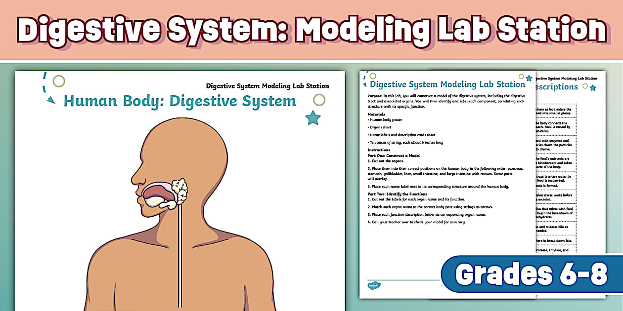 Hands-On Digestive System: Modeling Lab Station for 6th-8th
