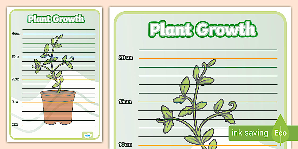 Plant Growth Display Poster (teacher made) - Twinkl
