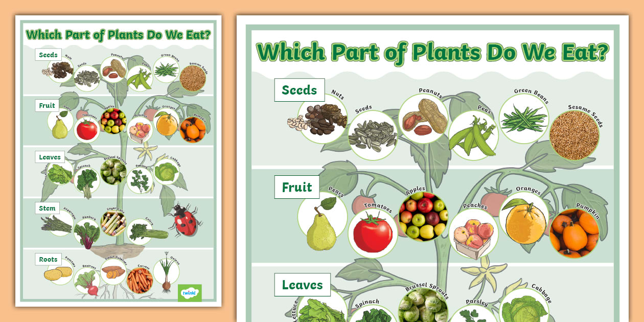 Intermediate Phase Poster: Which Part of Plants Do We Eat?