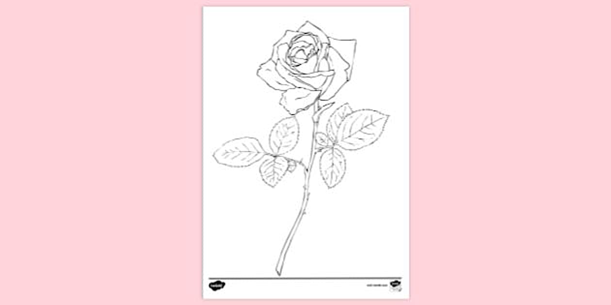 Printable Rose Colouring Page | Colouring Sheets - Twinkl