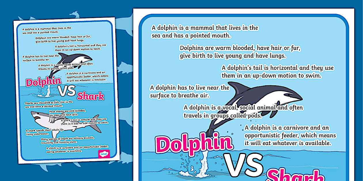 Dolphin vs Shark Display Poster (Teacher-Made) - Twinkl