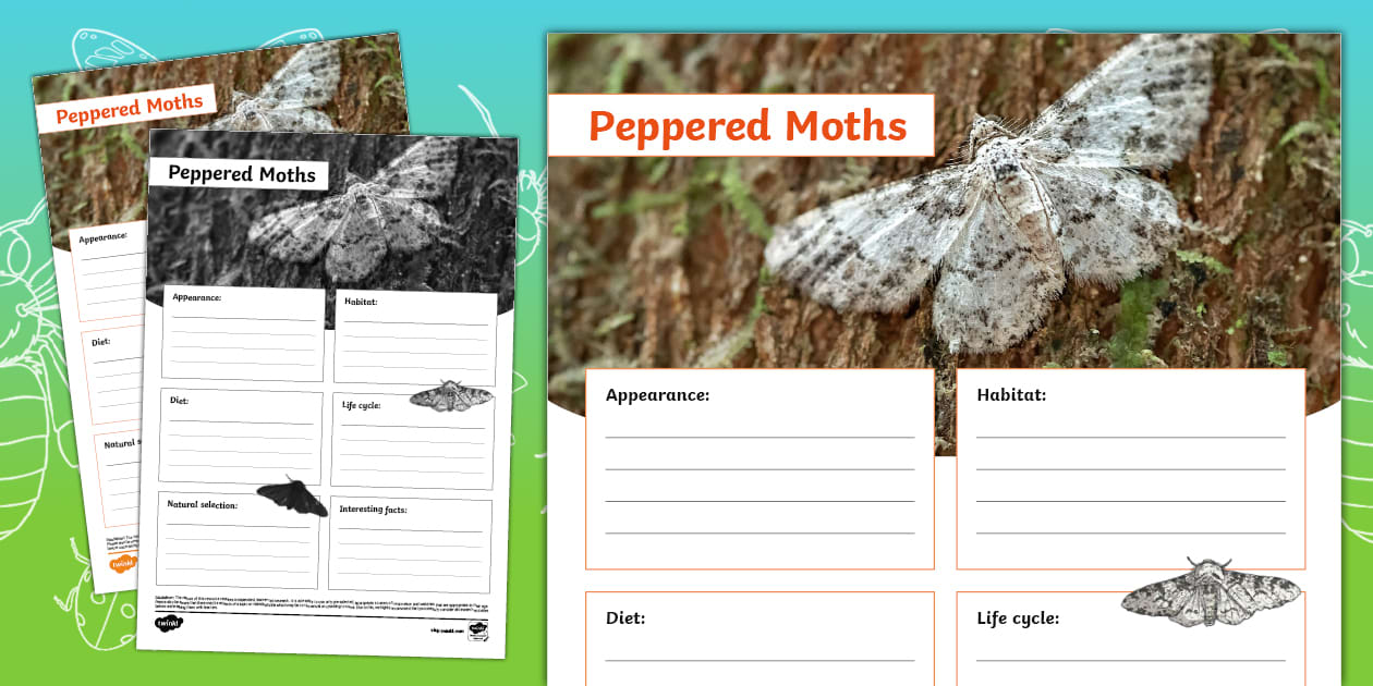 Peppered Moths Fact File Template (Teacher-Made) - Twinkl