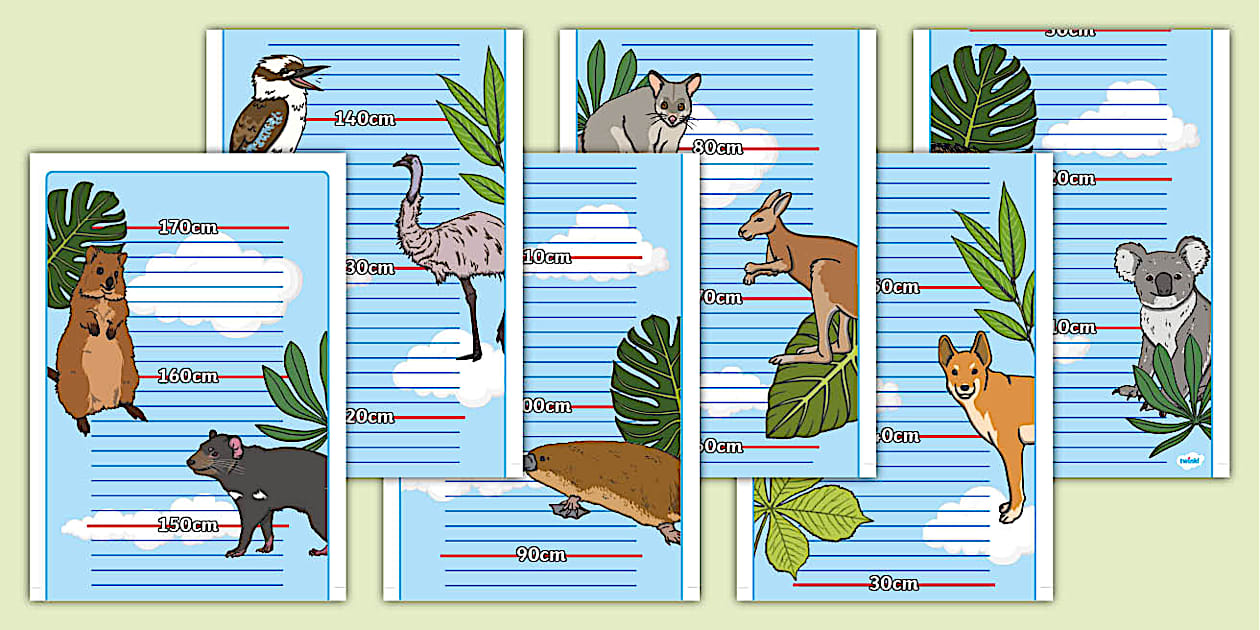 Height Chart with Australian Animals (teacher made) - Twinkl