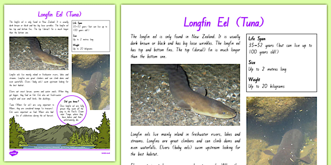 Black and White New Zealand Native Eels Fact File - Twinkl
