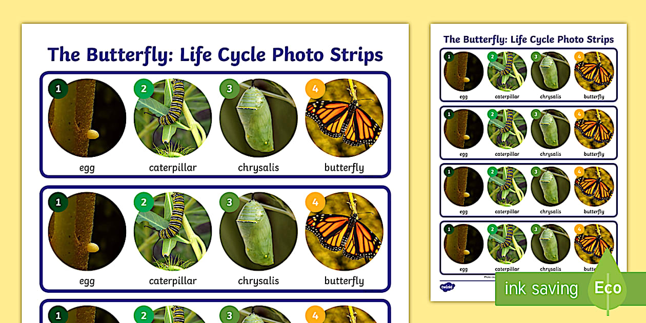 Editable Butterfly Life Cycle Photo Strip (teacher made)