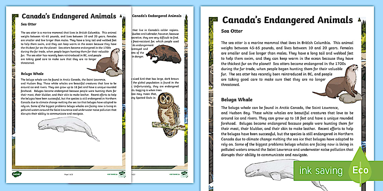 Editable Canada's Endangered Animals Fact File - Twinkl