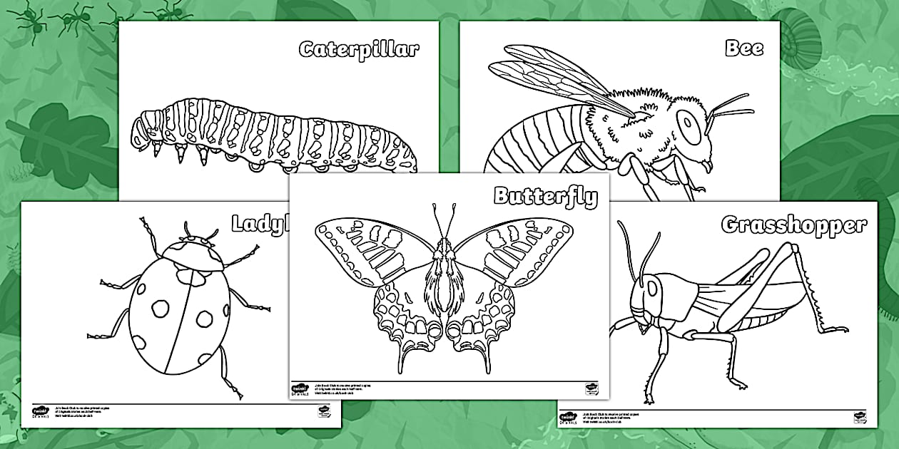 Realistic Minibeasts Picture and Word Colouring Sheets