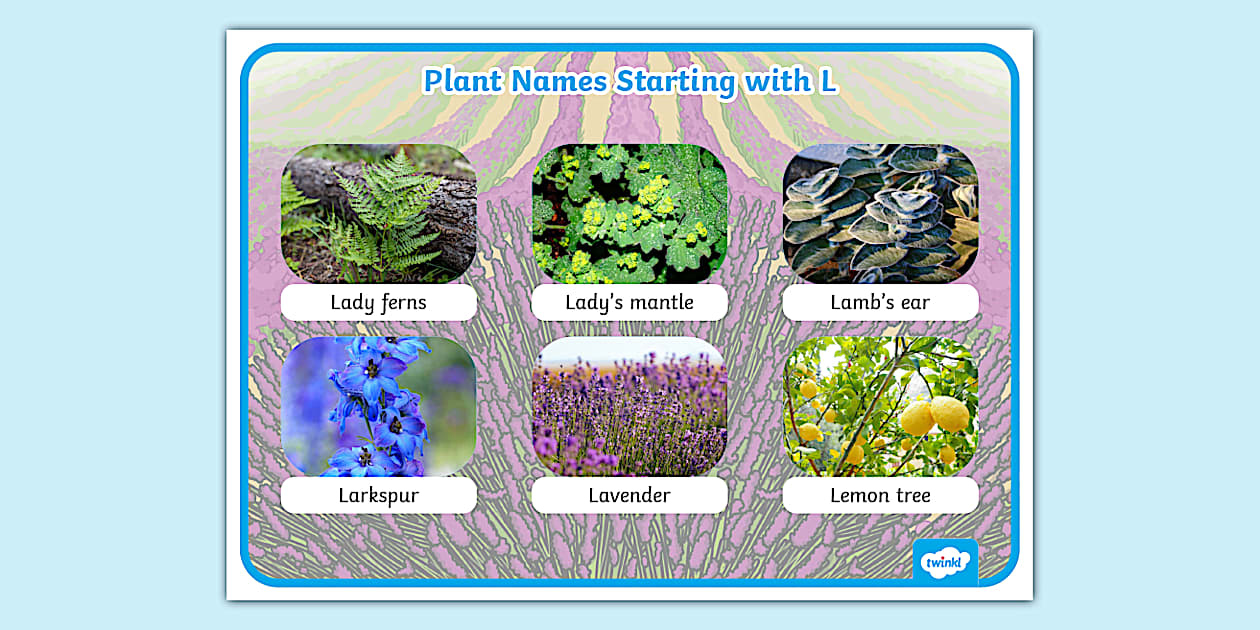Plant Names That Start with L Display Poster (Teacher-Made)