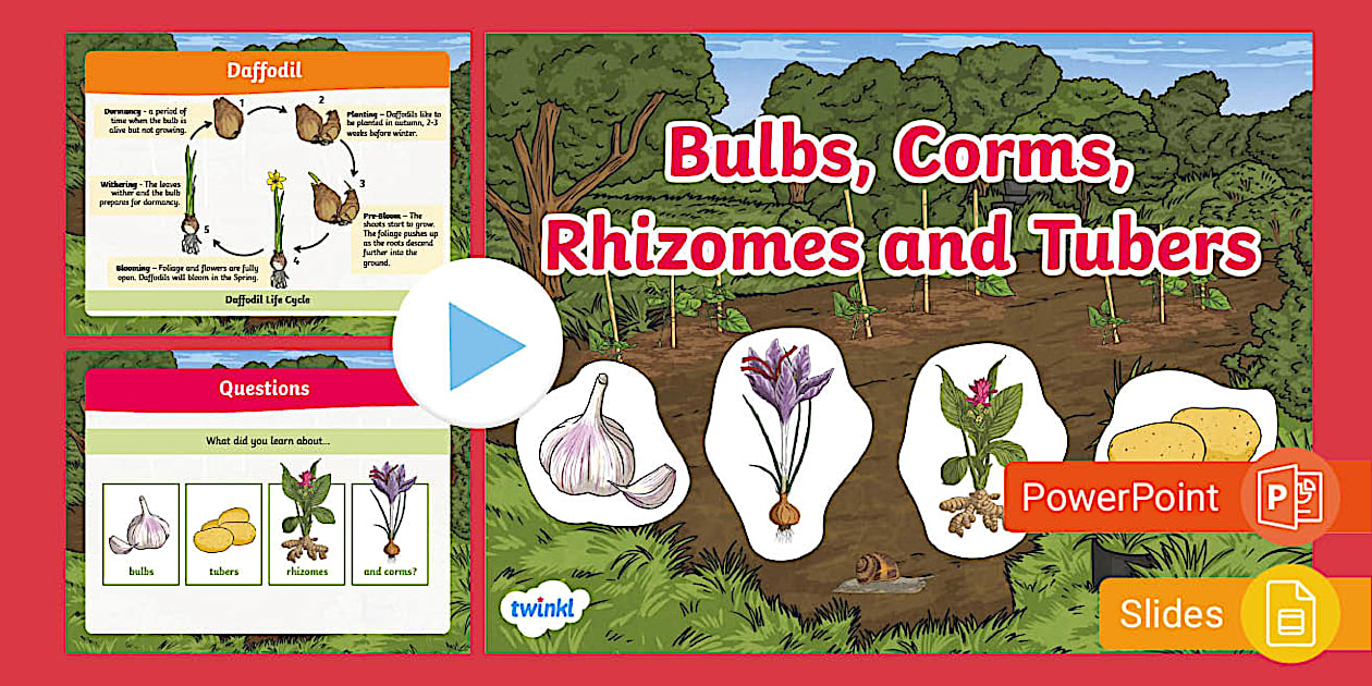 Bulbs, Corms, Rhizomes and Tubers PowerPoint (teacher made)