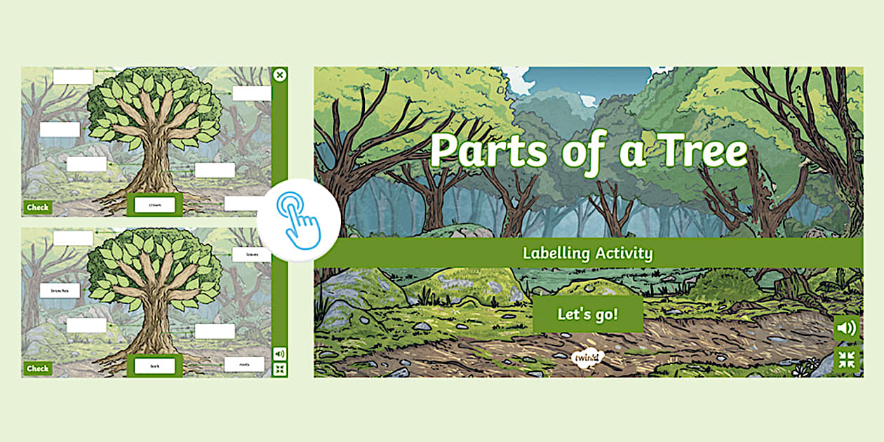 Tree Interactive Labelling Activity (teacher made) - Twinkl