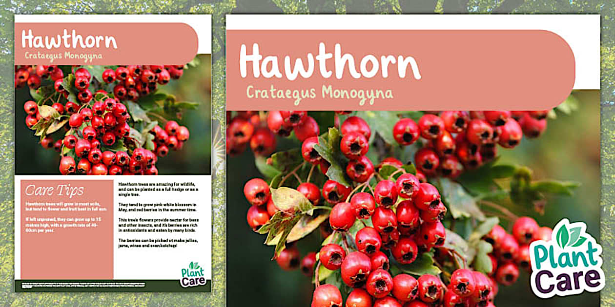 Tree Fact File: Hawthorn (teacher made) - Twinkl