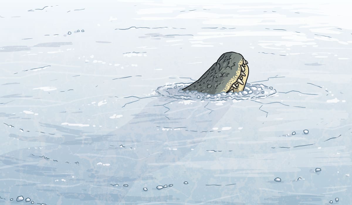 ‘Frozen-Solid’ Gators - Twinkl NewsRoom - Twinkl