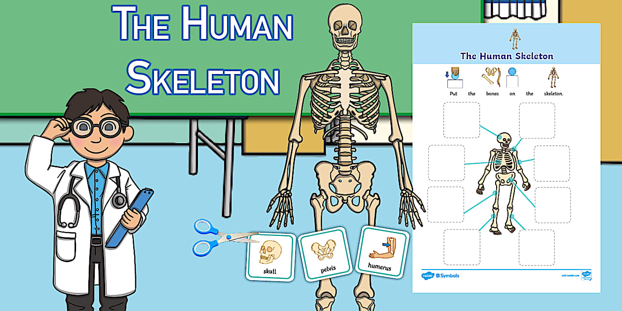 Twinkl Symbols: Science: Labelling the Human Skeleton
