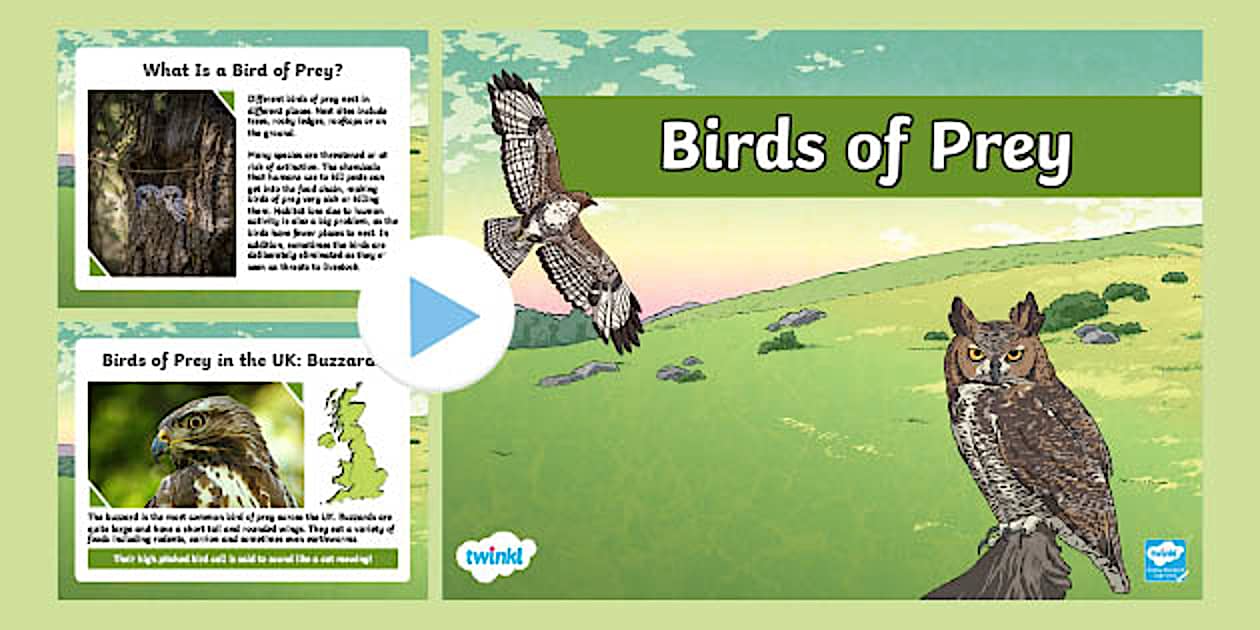 KS2 Birds of Prey Information Powerpoint (teacher made)