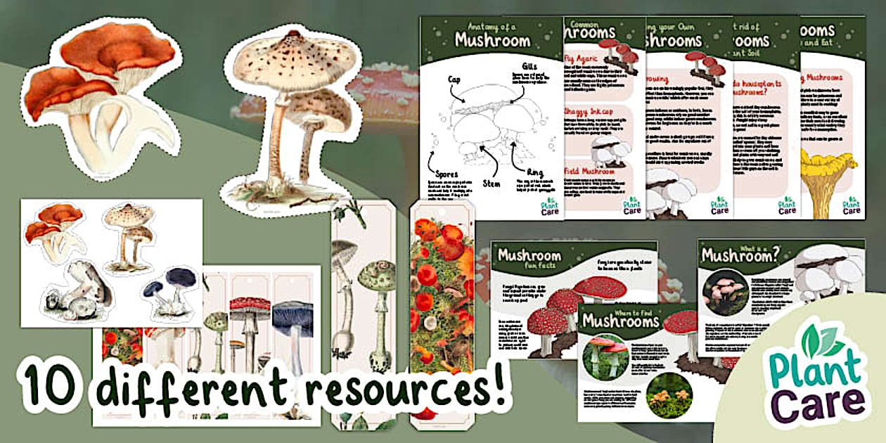 Learning about Mushrooms Resource Pack | 10 resources