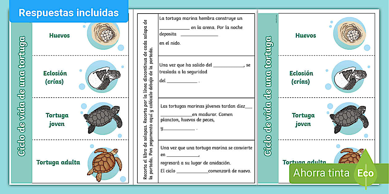 Flapbook: Ciclo de la vida de una tortuga - Twinkl