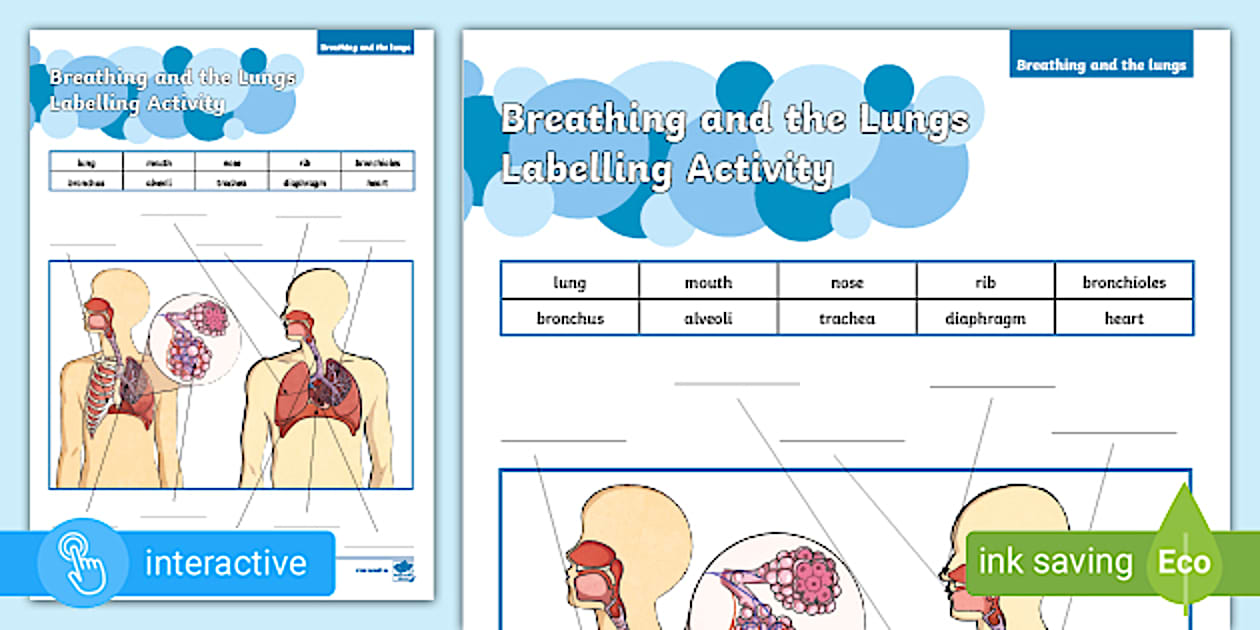 Breathing and the Lungs Labelling Activity - Twinkl
