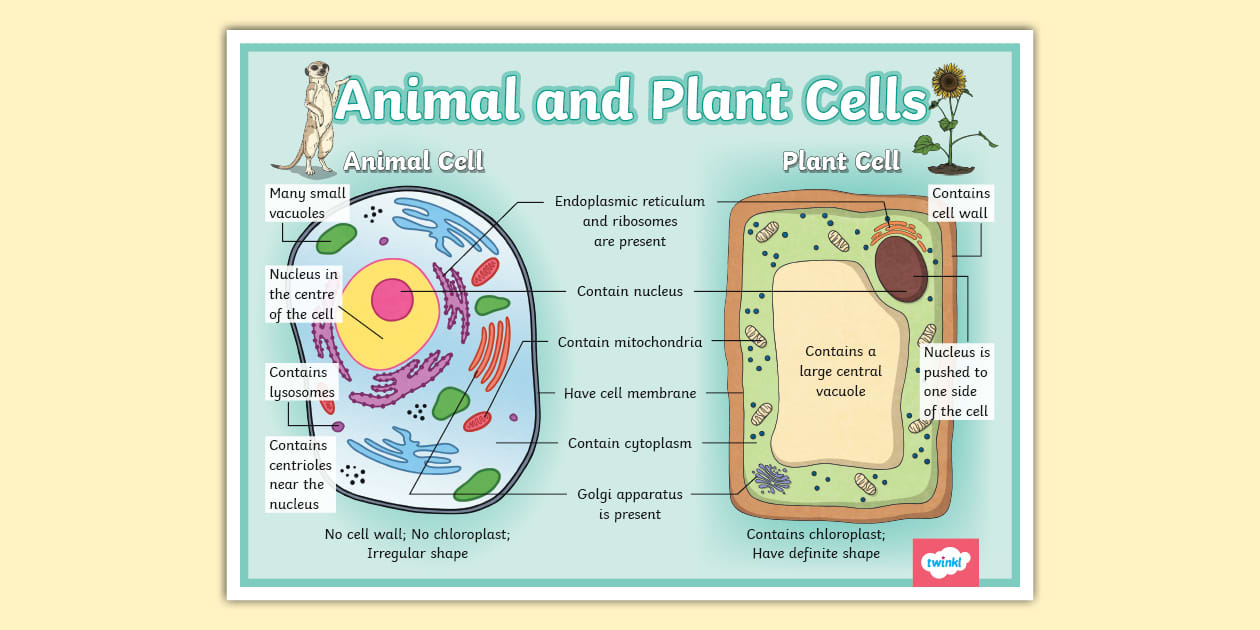 Structure Of Animal Cell And Plant Cell Poster | Grade 9