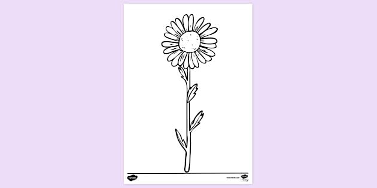 Daisy Flower Colouring Page | Colouring Sheets - Twinkl