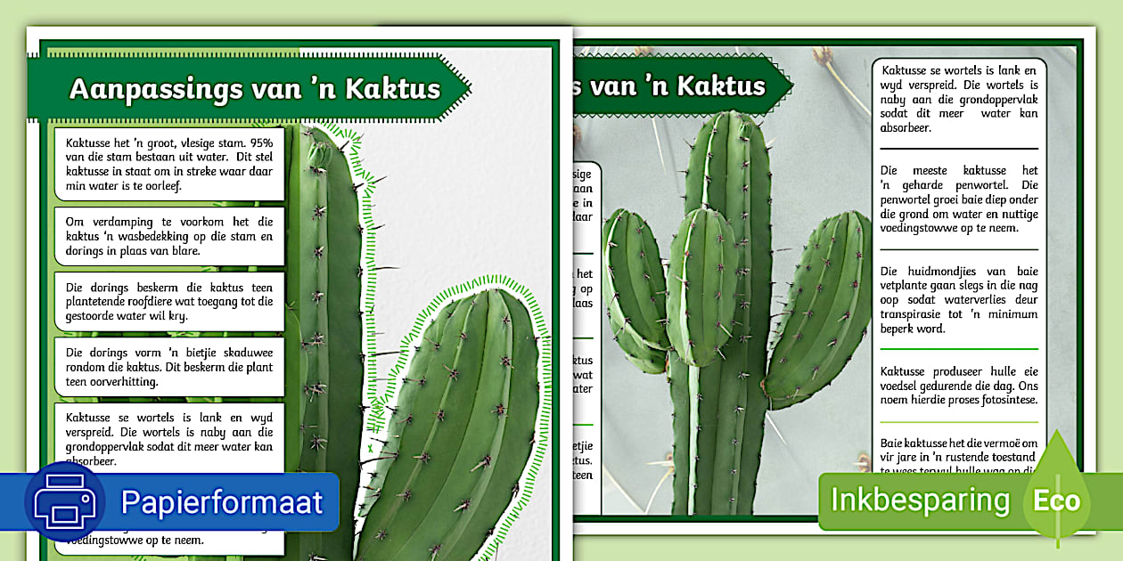 Kaktus Aanpassings Plakkaat (teacher made) - Twinkl