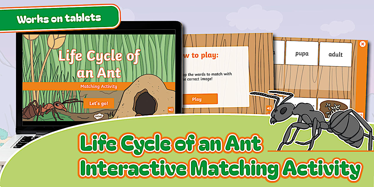 * NEW * Life Cycle of an Ant Interactive Matching Activity