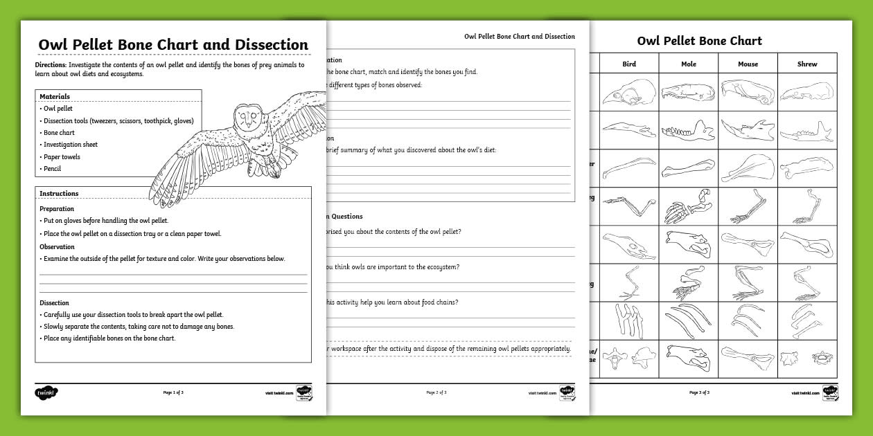 Owl Pellet Bone Chart and Dissection Activity for 3rd-5th