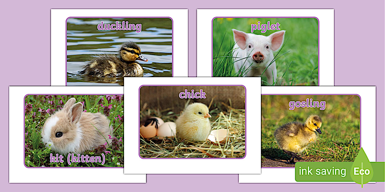 Spring Baby Animals Photo Pack | Display | Twinkl - Twinkl