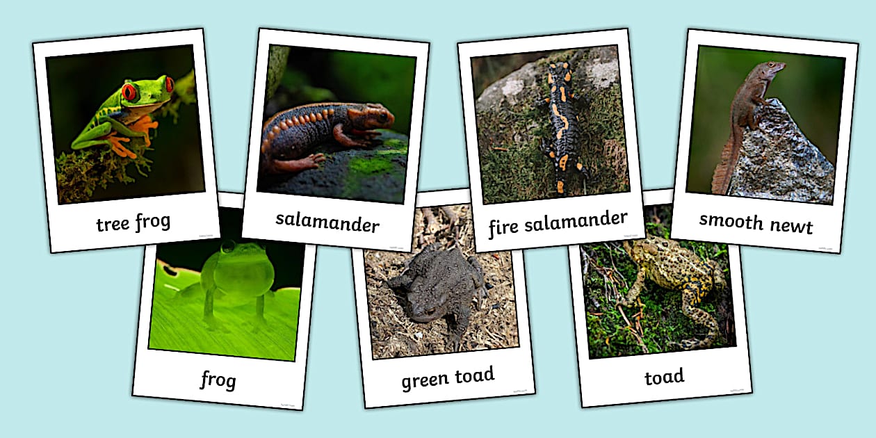 Amphibians Instant Photo Style Display Images (teacher made)