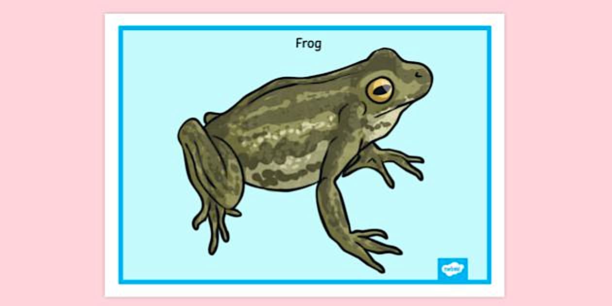 Printable Frog Display Poster | Primary Resources