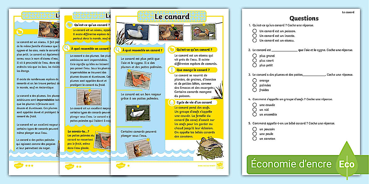 Compréhension écrite différenciée sur le canard - Twinkl