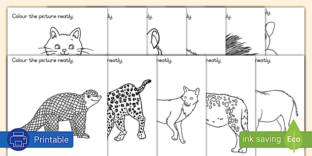 Night Animals - Colouring Pages (teacher made) - Twinkl