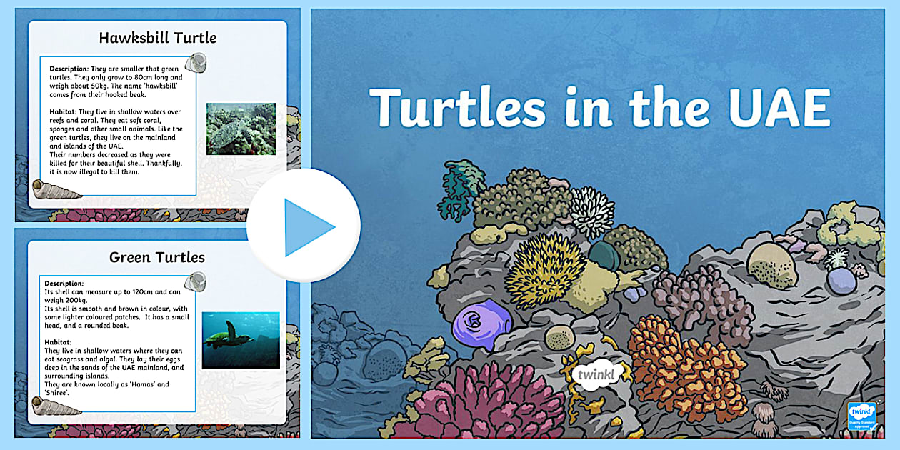 Arabian Turtles PowerPoint (teacher made) - Twinkl
