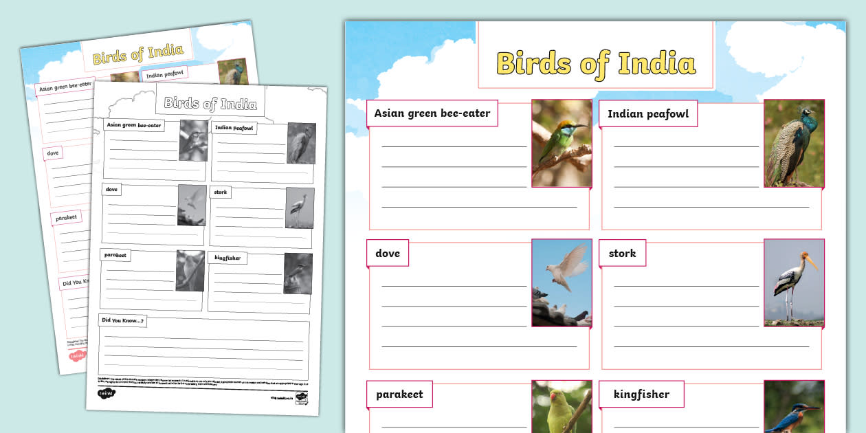 Birds of India Fact File Template (teacher made) - Twinkl