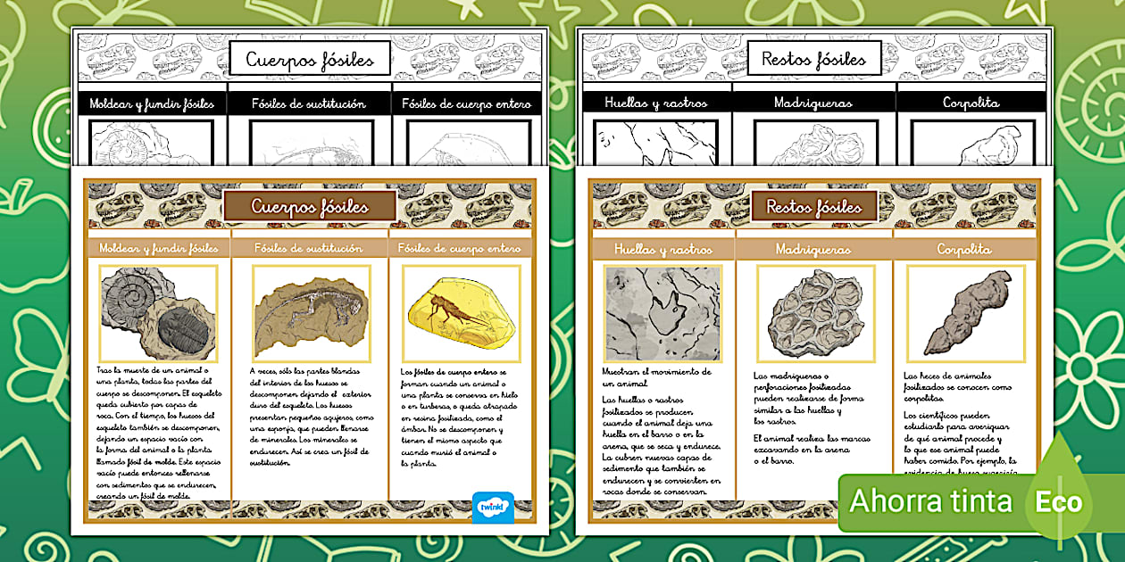 Posters: Tipos de fósiles (teacher made) - Twinkl