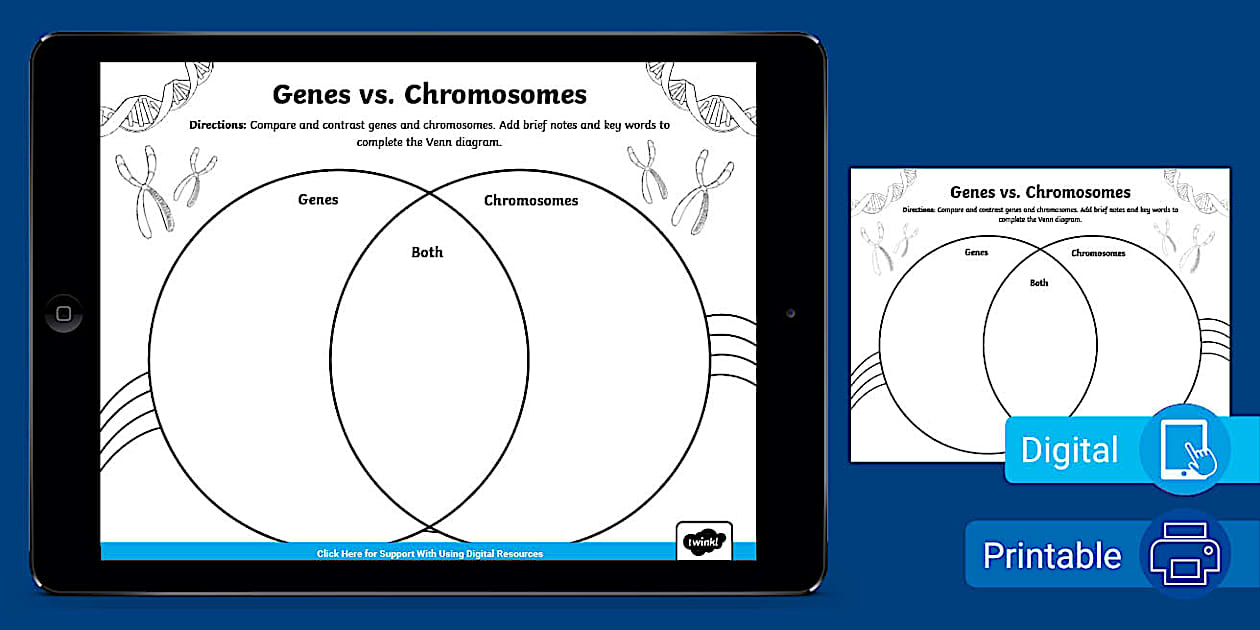 Genes vs. Chromosomes Venn Diagram Worksheet for 6th-8th Gr