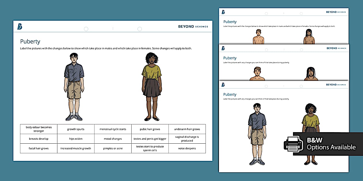Puberty Homework Worksheet (teacher made) - Twinkl