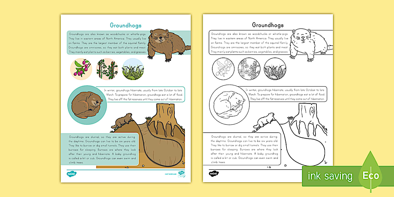 Facts about Groundhogs | Teaching Resource | Twinkl USA