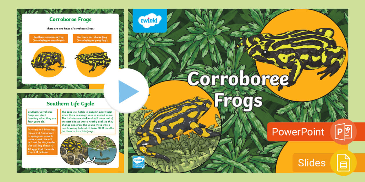 Corroboree Frogs PowerPoint - Primary Education Resources