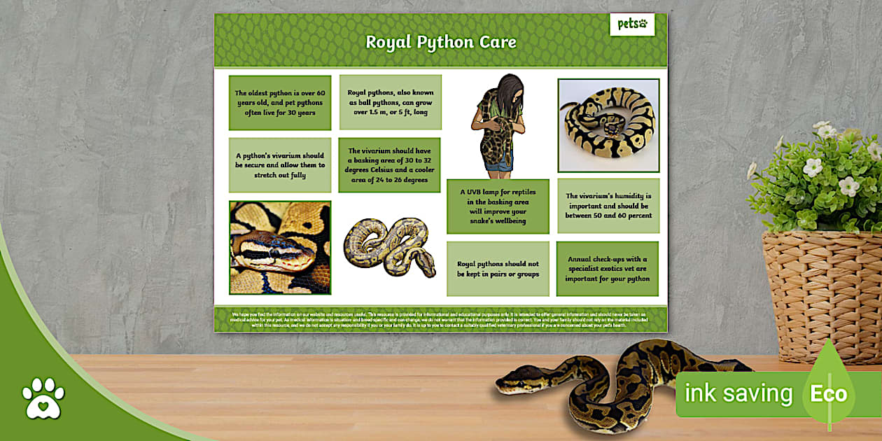 Royal Python Care - Royal Python Facts - Twinkl Pets