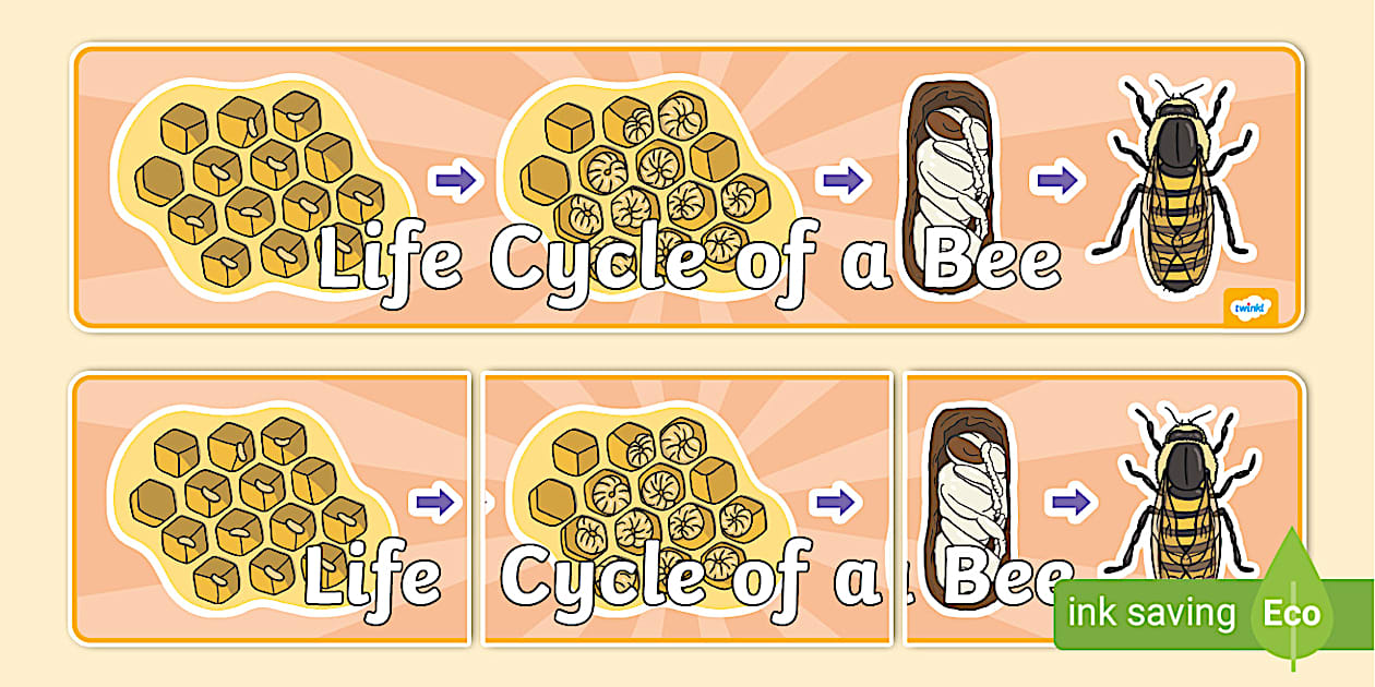 Life Cycle of a Bee Display Banner, Bee Life Cycle - Twinkl