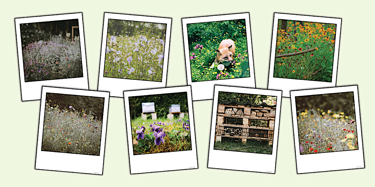 Wildlife Garden Instant Photo Style Display Images - Twinkl