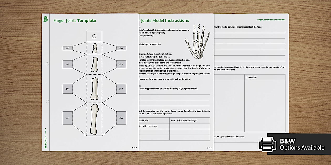 Finger Joints Model Practical Activity (Teacher-Made)