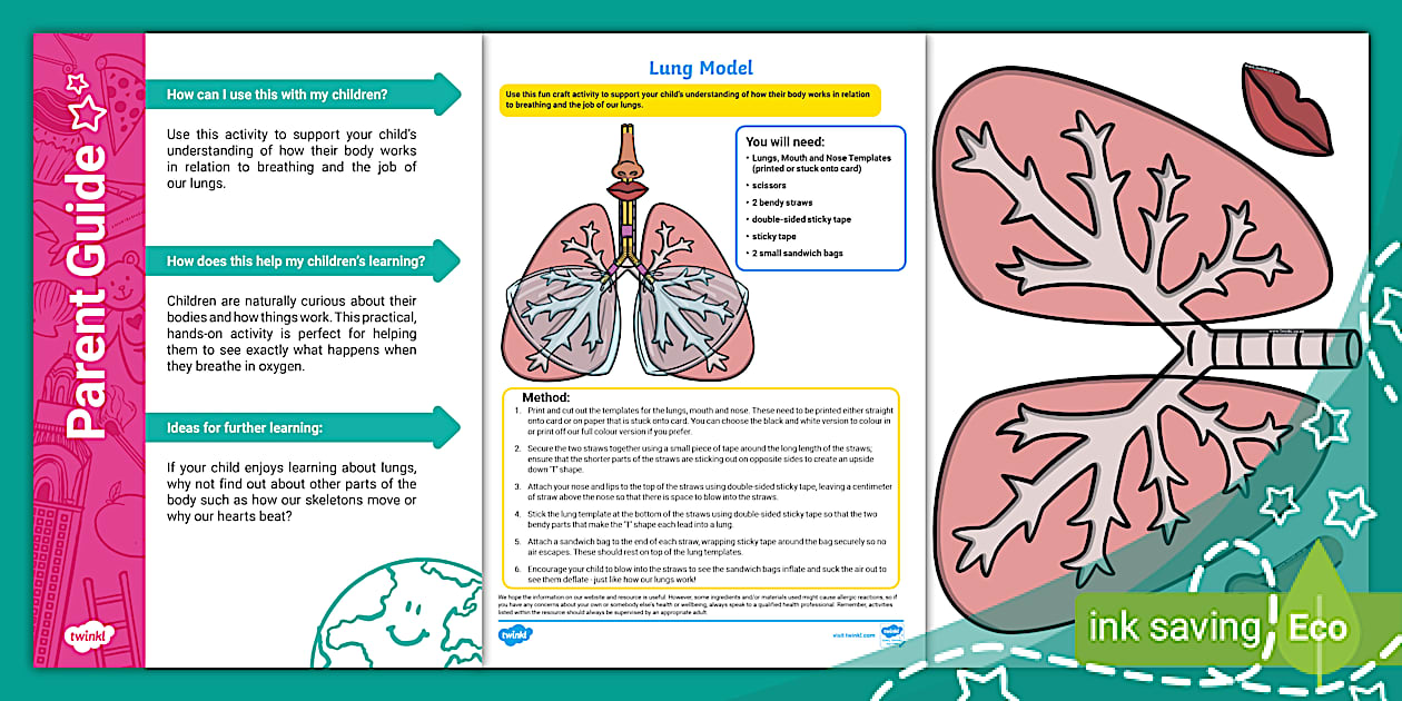 Lung Diagram - Model of the Lungs - Parent Resources