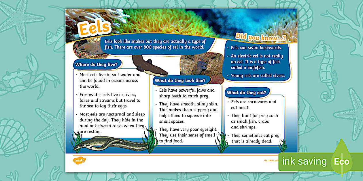 KS1 Eel Fact File (teacher made) - Twinkl