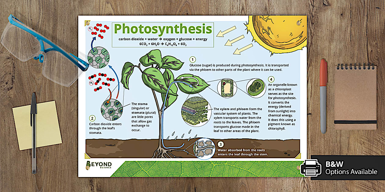 Photosynthesis Display Poster (Teacher-Made) - Twinkl
