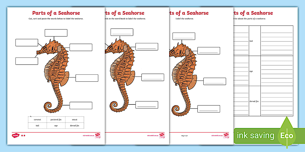 Parts of a Seahorse Labelling Worksheets (teacher made)